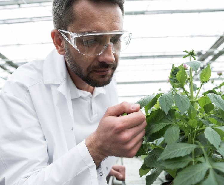 Ph.D in Sustainable Agriculture | DBA studies